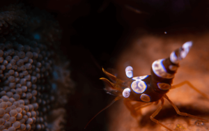 Macro Mania - Finding the Hidden Treasures of the Underwater World