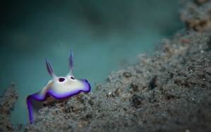 Macro Mania - Finding the Hidden Treasures of the Underwater World