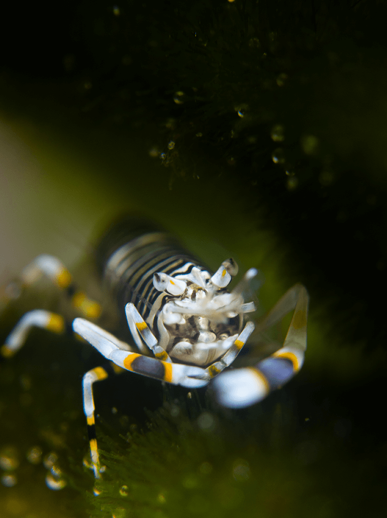 Macro Mania - Finding the Hidden Treasures of the Underwater World