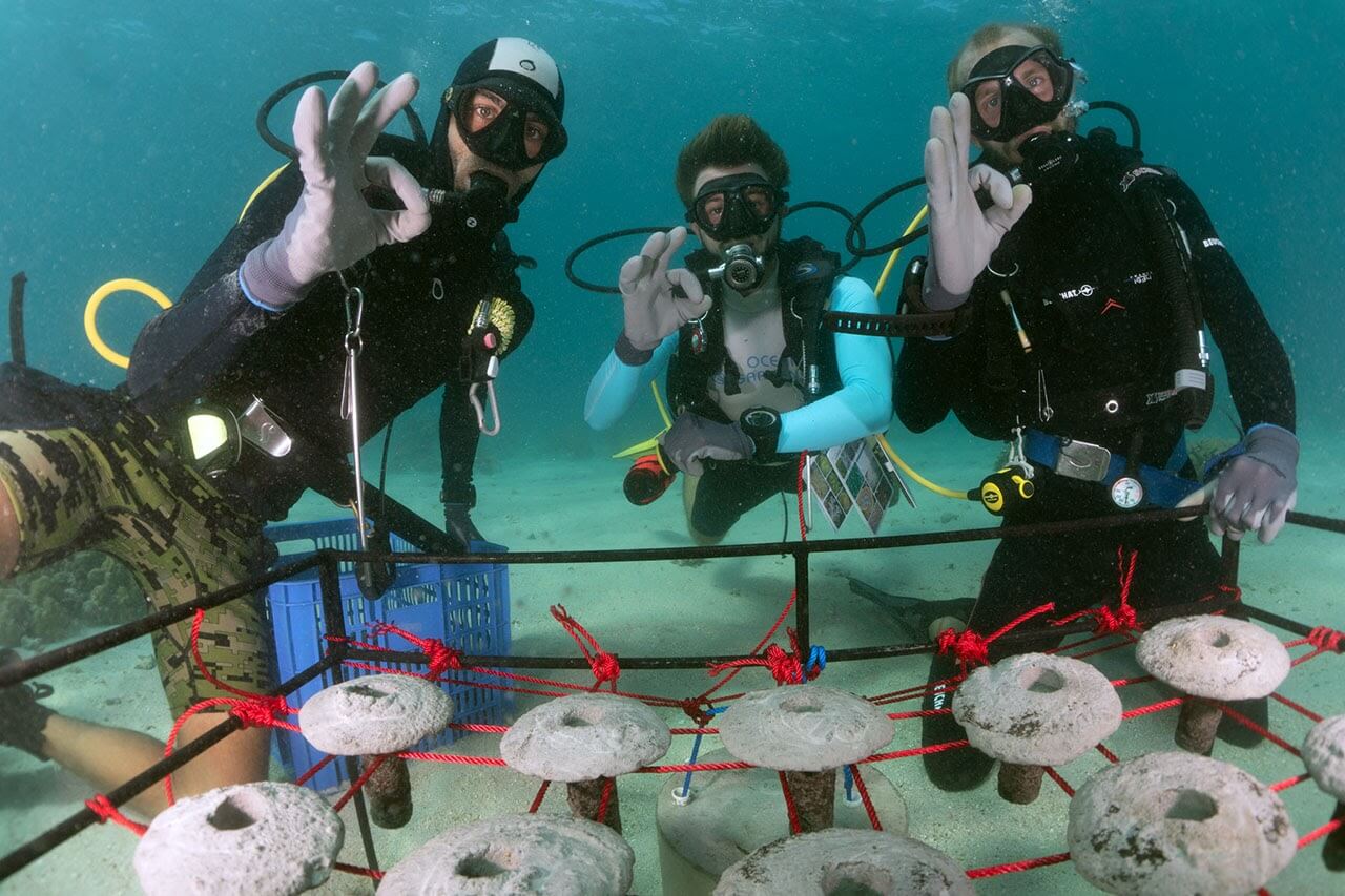 Marine Conservation Divemaster Internship - What You Should Know