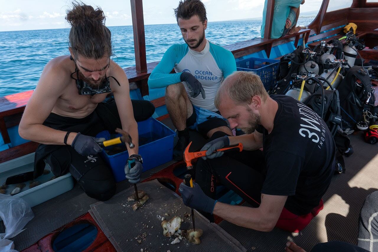 Marine Conservation Divemaster Internship - What You Should Know