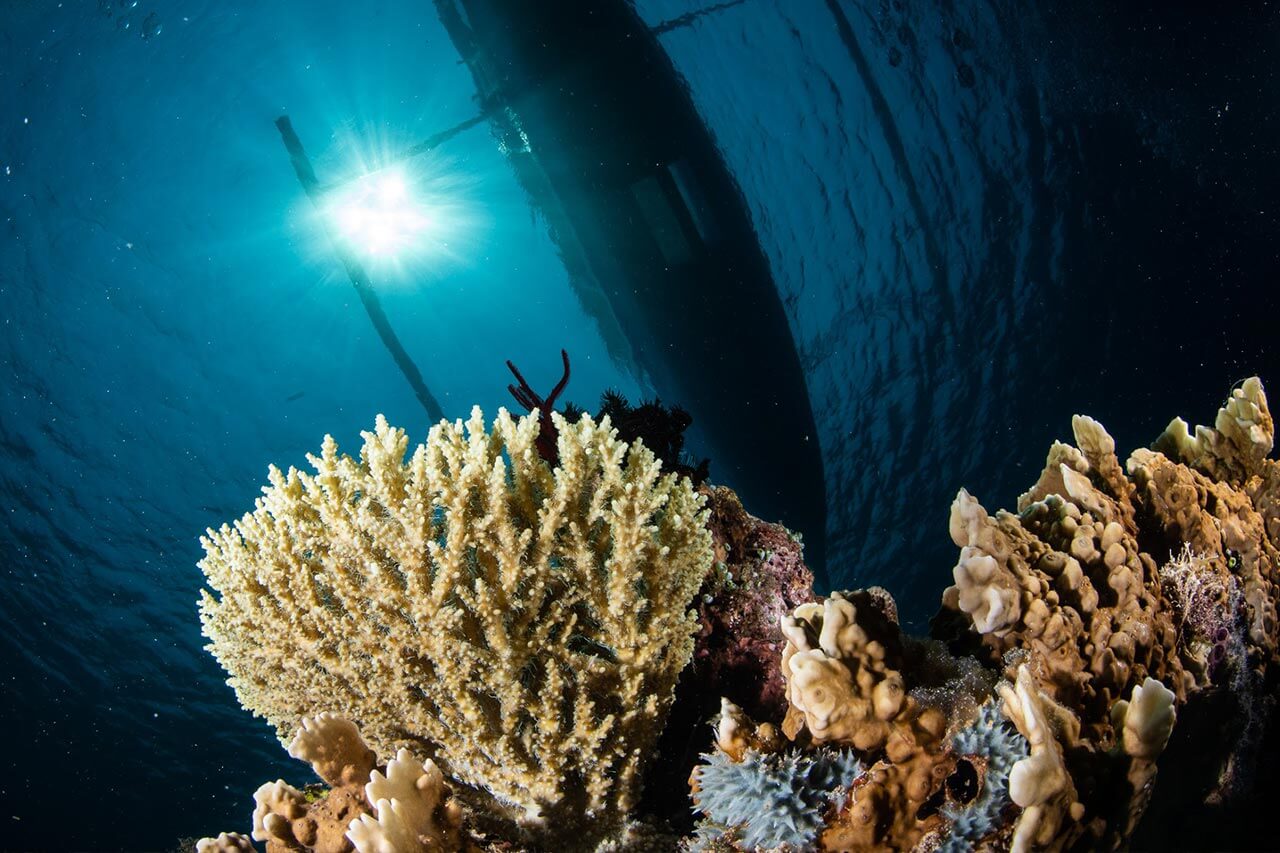 Coral Reef Diversity: Adding life to our Dives – 3W Divemaster