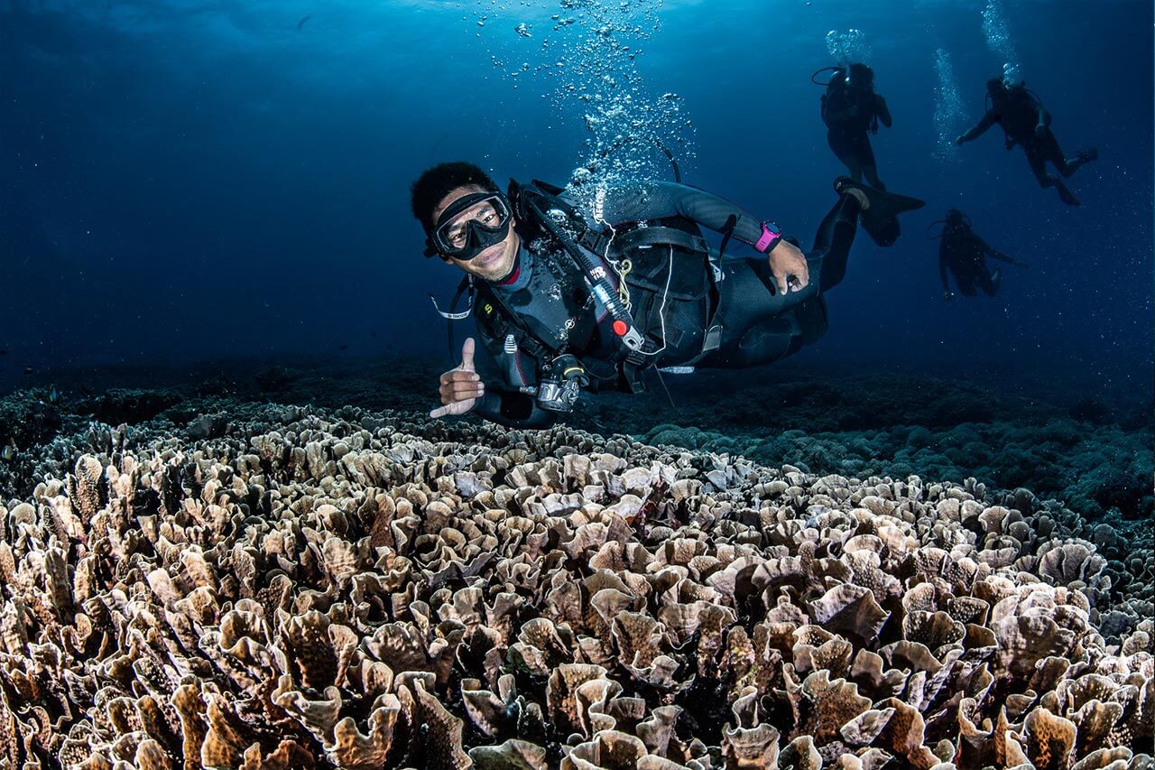 Coral Reef Diversity: Adding life to our Dives – 3W Divemaster