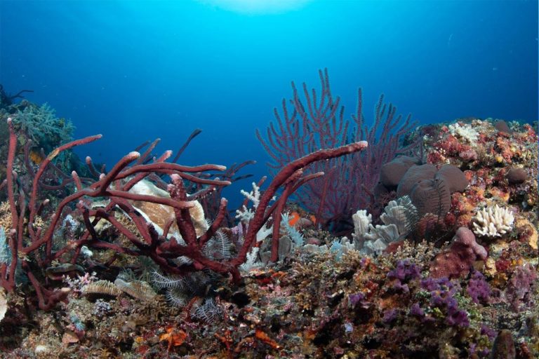 Coral Reef Diversity: Adding life to our Dives – 3W Divemaster