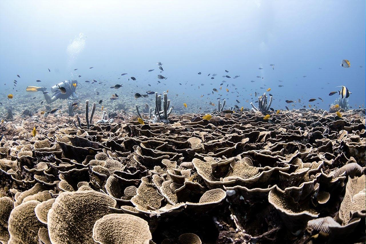 Coral Reef Diversity: Adding life to our Dives – 3W Divemaster