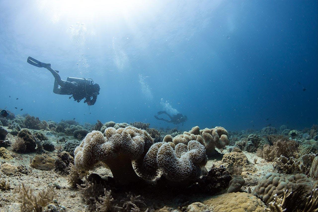 Sustainable Coral Farming & Why It's Important – 3W Divemaster