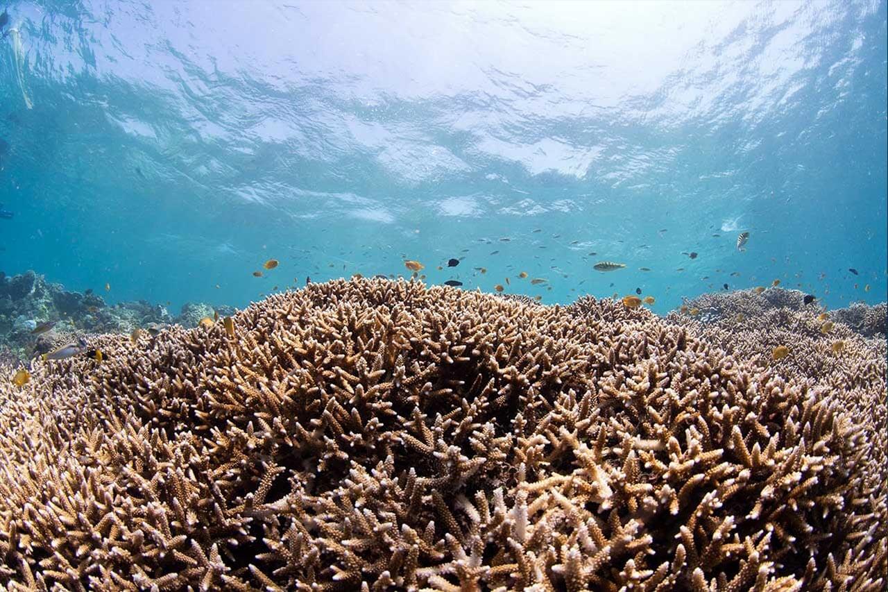 Sustainable Coral Farming & Why It's Important – 3W Divemaster