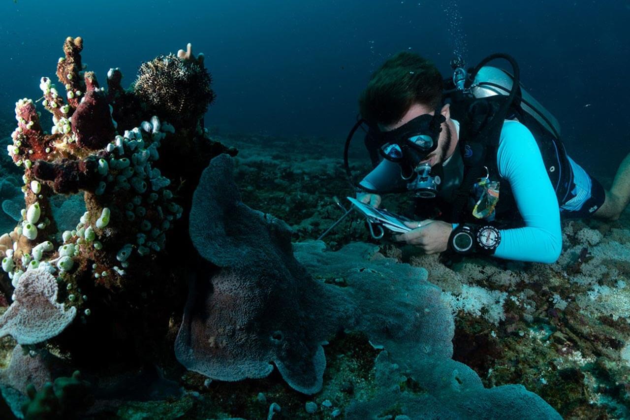 Sustainable Coral Farming & Why It's Important – 3W Divemaster